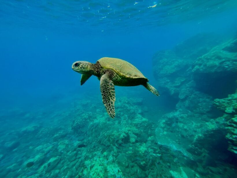 Kayak, Whale Watch And Snorkel At Turtle Town - Final Thoughts