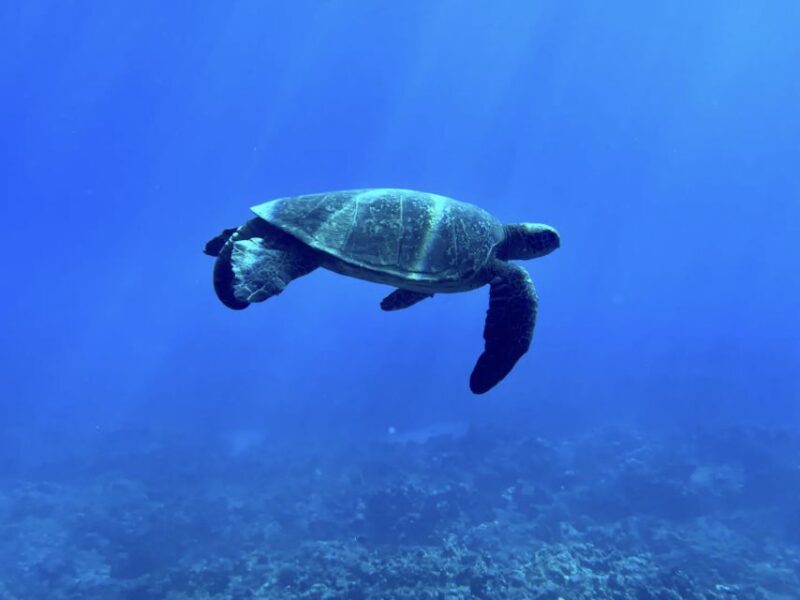 Kayak, Whale Watch And Snorkel At Turtle Town - Is This Tour Worth the Price?