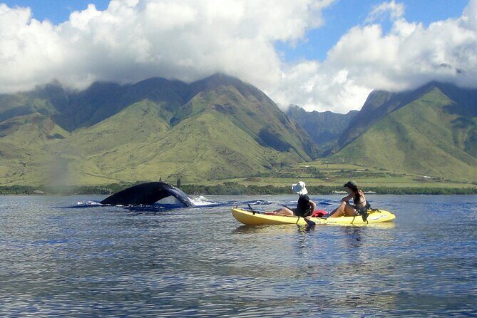Kayak, Whale Watch and Snorkel - What You Can Expect from the Tour