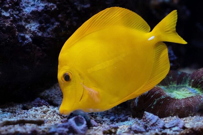 Kayak, Whale Watch, and Snorkel With Optional Photo and Video - Whale Watching Opportunities