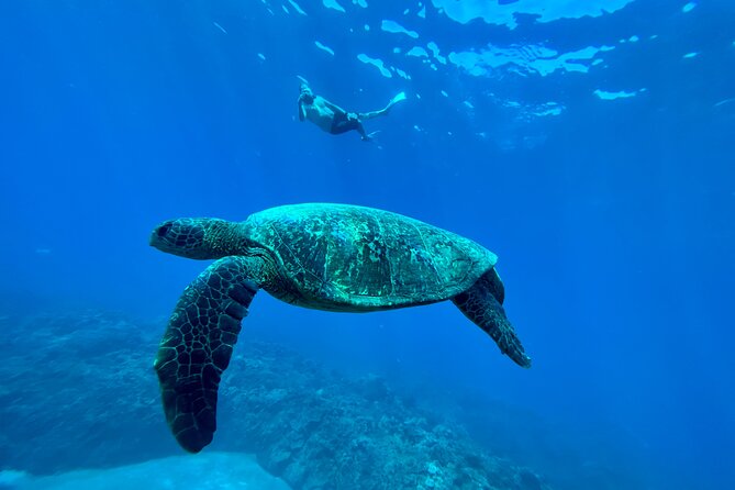 Kayak, Whale Watch, and Snorkel With Optional Photo and Video - Pricing and Cancellation Policy