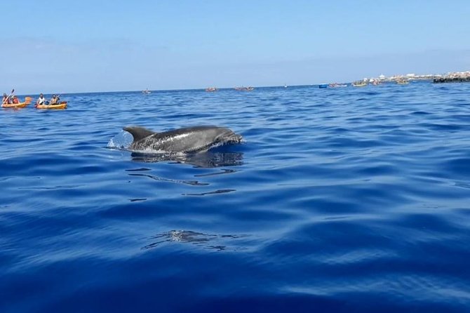 Kayak With Dolphin & Turtle Watching Private Tour - Exploring the Palmar Cave