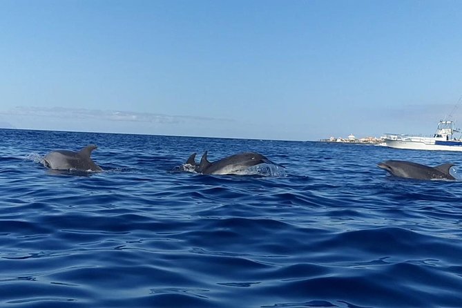 Kayak With Dolphin & Turtle Watching Private Tour - Observing Turtles and Dolphins