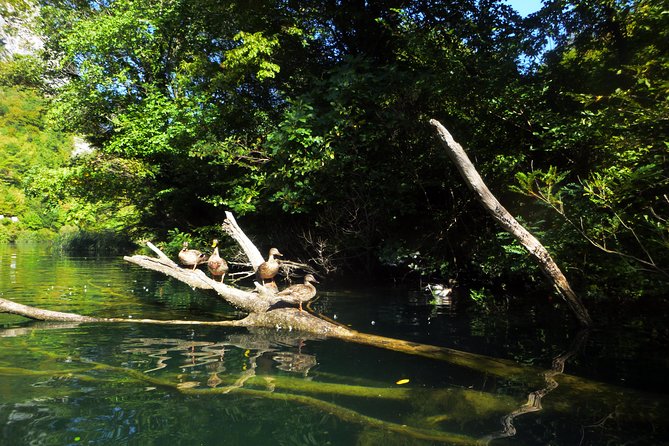 Kayaking and Snorkeling in Omiš - Key Points