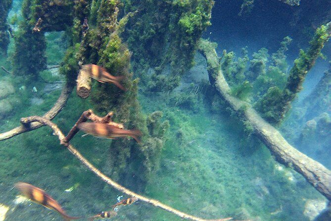 Kayaking in Hidden Freshwater Lagoon, Unseen Krabi Trip - FAQ