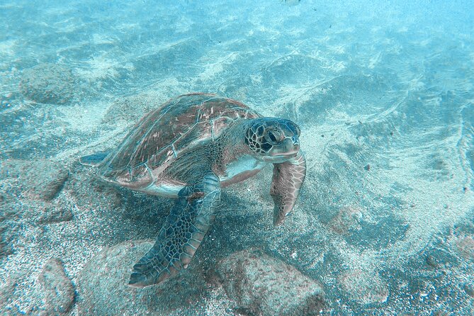 Kayaking + Snorkeling With Turtles - Customer Experiences and Feedback
