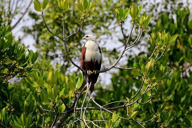 Kayaking Through the Kalpitiya Mangroves - FAQ: Your Practical Questions Answered