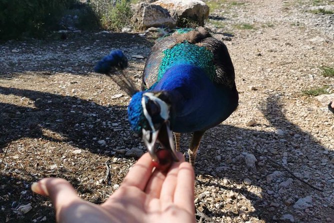Kayaking to Island Saint Jerolim With Snorkeling Activitie - Safety and Equipment Provided
