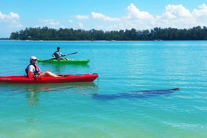 Kayaking with coastal wildlife in Sarasota Bay - Exploring Sarasota Bay by Kayak: A Detailed Review