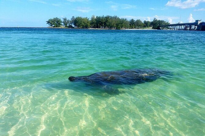 Kayaking with coastal wildlife in Sarasota Bay - The Sum Up