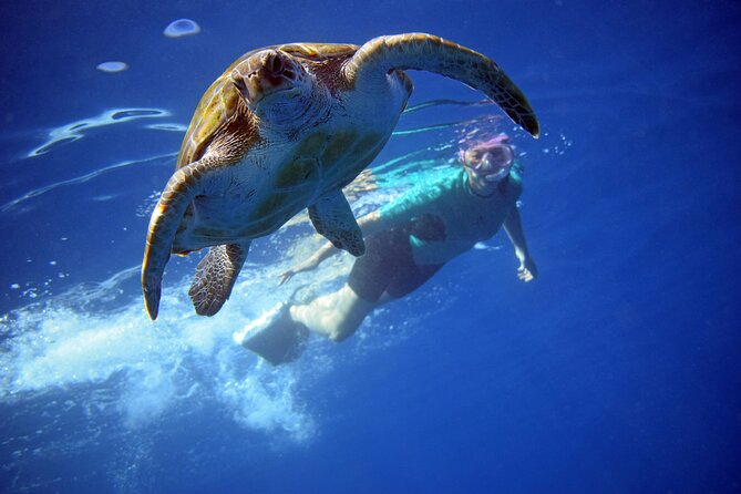 Kayaking with Dolphins and Turtles and Snorkelling in Tenerife - Exploring Tenerife via Kayak: A Guide to Dolphins, Turtles, and Snorkeling