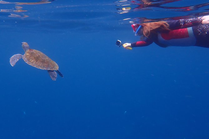 Kayaking with Dolphins and Turtles and Snorkelling in Tenerife - Who Will Love This Tour?