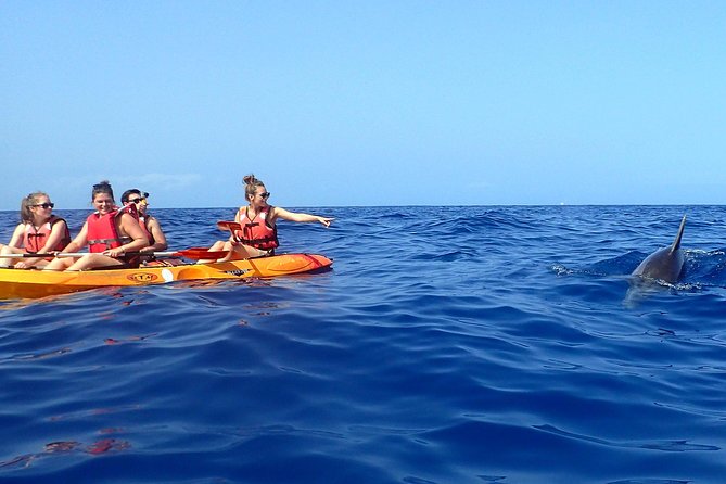 Kayaking with Dolphins and Turtles and Snorkelling in Tenerife - Final Thoughts