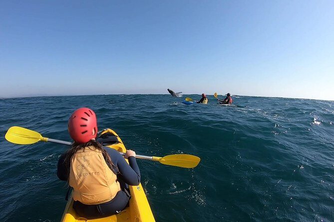 Kayaking with Dolphins in Byron Bay Guided Tour - Who Will Love This Tour?