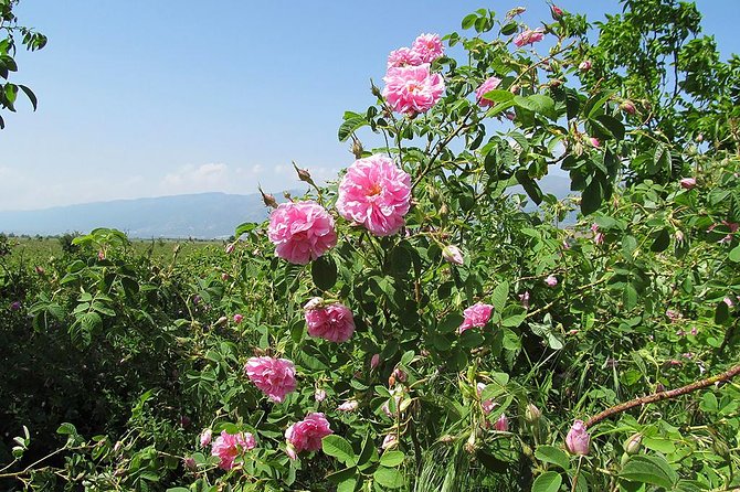 Kazanlak-Rose Valley-Valley of the Thracian Kings - Private Tour From Plovdiv - Tour Experience and Guides