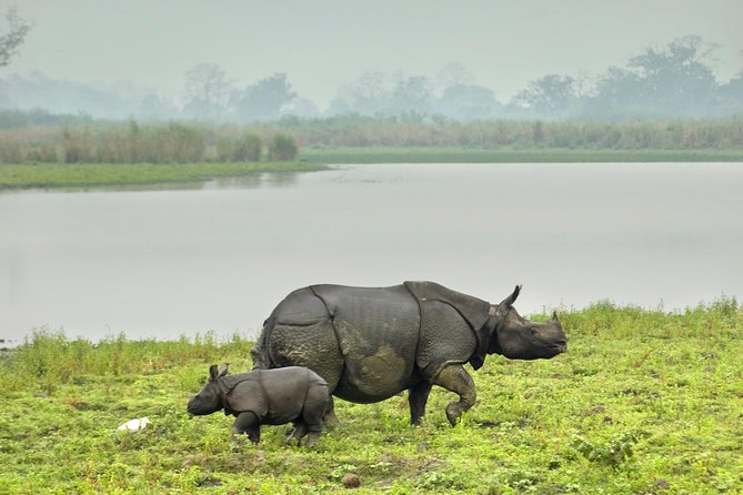 Kaziranga Indian Big Five Wildlife Tour - The Itinerary in Detail
