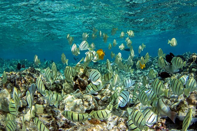 Kealakekua Bay Captain Cook Snorkeling - Key Points