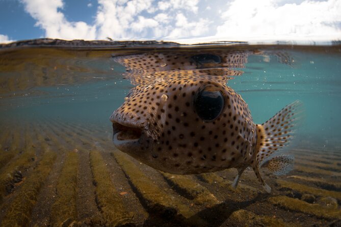 Kealakekua Bay Captain Cook Snorkeling - Final Thoughts on Value