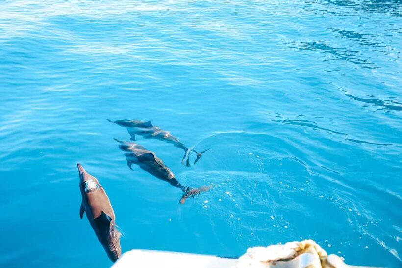 Kealakekua Bay Dolphin Watching, Snorkeling Boat Tour, BBQ - FAQs