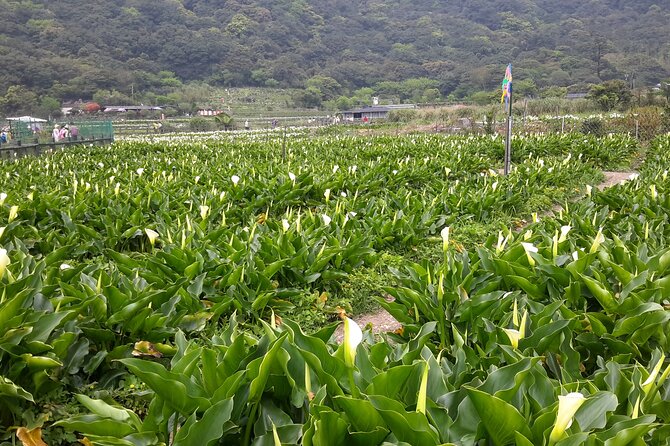 Keelung port pick up day tour ( private group) - Who Will Love This Tour?