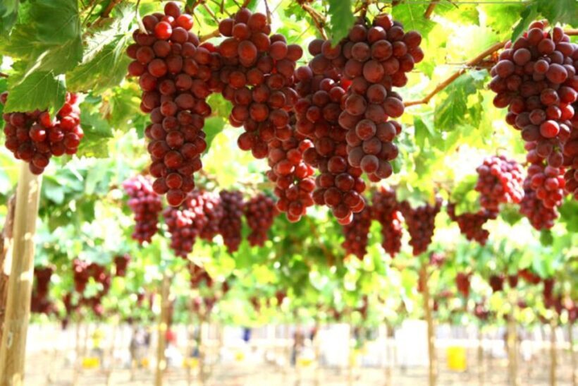 Kefalonia: Private Wine Tasting with Vineyard Tour - The Value of the Experience