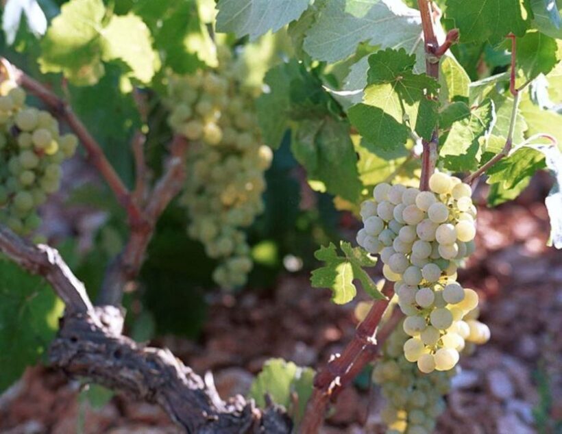 Kefalonia: Private Wine Tasting with Vineyard Tour - FAQ