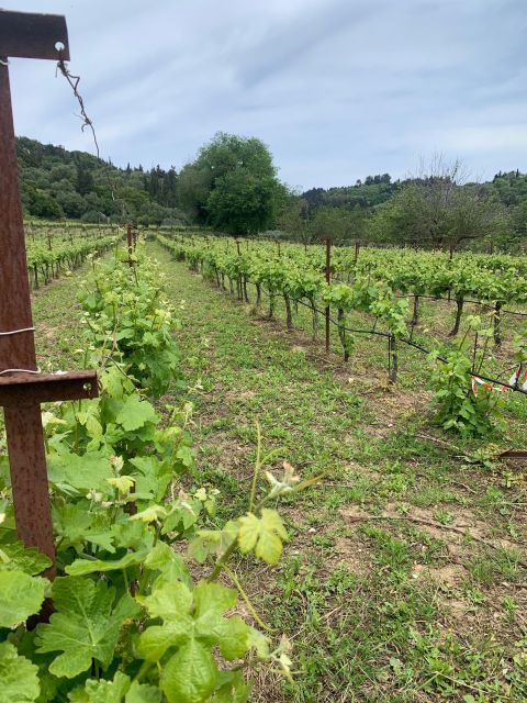Kefalonia Wine Tour on E-Bikes - Authentic Reviews and What They Reveal