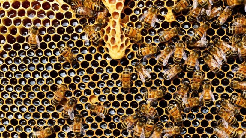 Kefalonia:Private Olive Oil, Honey & Wine Tasting Experience - Why This Tour Offers Real Value