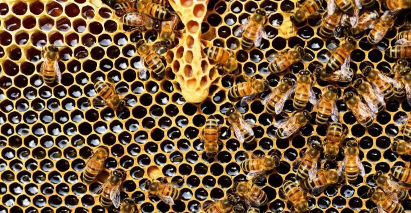Kefalonia:Private Olive Oil, Honey & Wine Tasting Experience - Who Will Love This Tour?