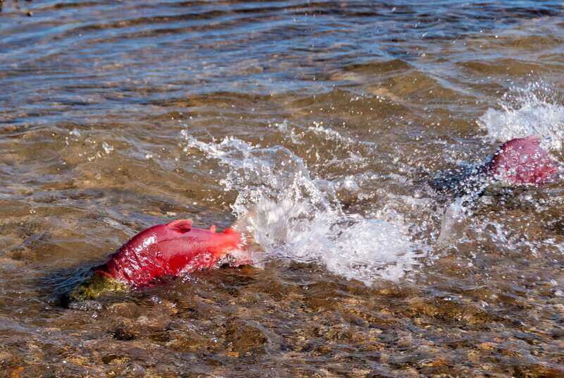Kelowna: Mission Creek Salmon Run Audio Tour by E-Bike - The Bottom Line
