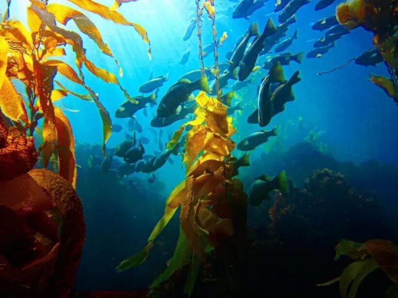 Kelp Forest Spearfishing Adventure - A Closer Look at the Experience
