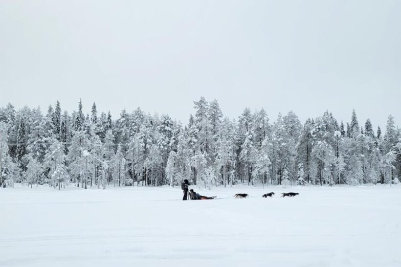 Kemi-Tornio: Husky Sled Ride with Hot Drink - An Honest Look at the Husky Sled Experience in Lapland