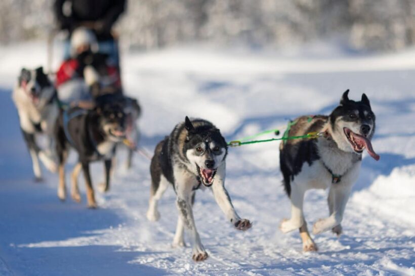 Kemi-Tornio: Husky Sled Ride with Hot Drink - Final Thoughts
