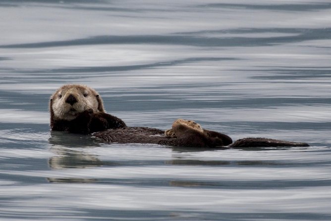 Kenai Fjords and Resurrection Bay Half-Day Wildlife Cruise - The Sum Up