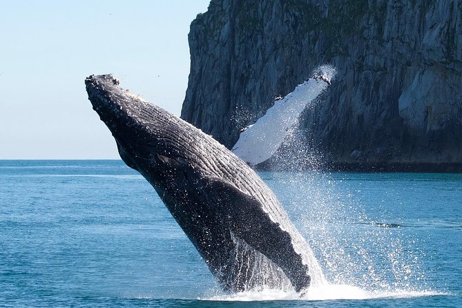 Kenai Fjords National Park Glacier & Wildlife Cruise - The Value of the Tour