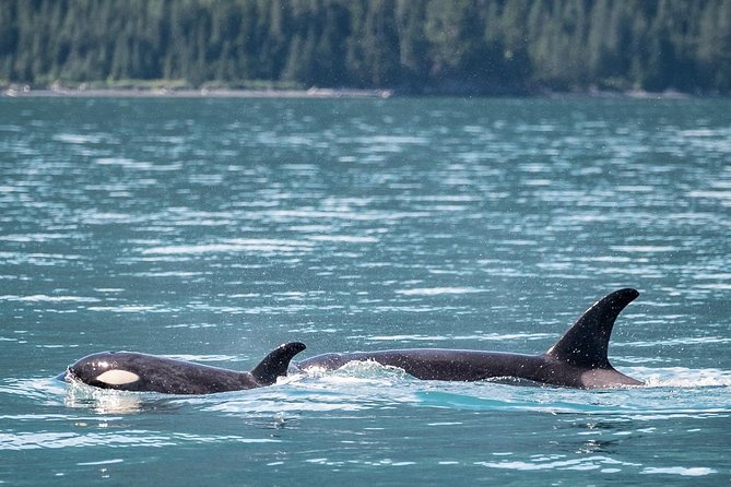 Kenai Fjords Orca Quest Cruise - Reviews and Ratings