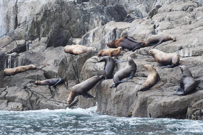 Kenai Fjords Orca Quest Cruise - Encountering Orcas and Other Marine Life