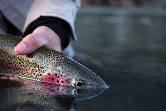 Kenai River Fishing Charter - Who Should Book This Tour?