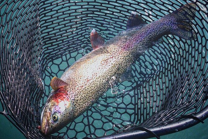 Kenai River | Rainbow Trout | Full Day Charter - The Sum Up: Who Should Consider This Tour?