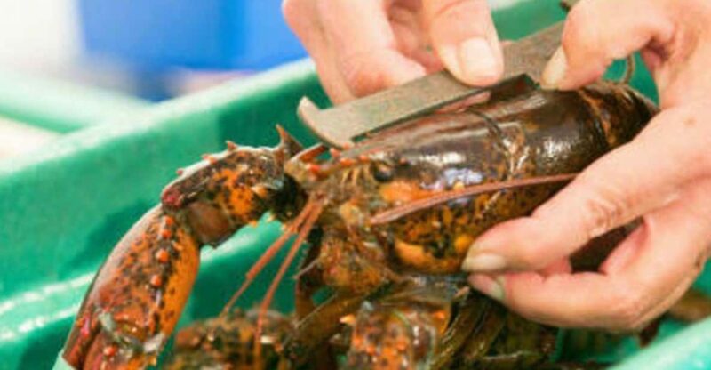 Kennebunkport, Maine: Lunchtime Culinary Walking Tour - FAQ