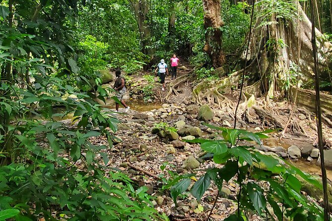 Ken's Panoramic Rainforest Tour - Exploring the Heart of St. Kitts: An In-Depth Look at Kens Panoramic Rainforest Tour