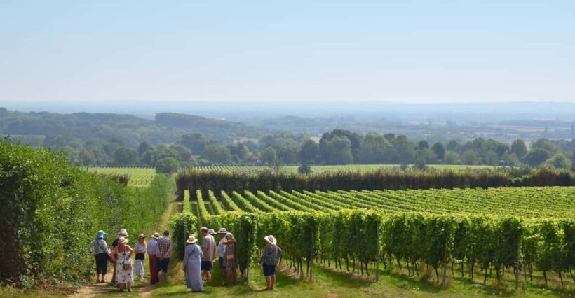 Kent: Yotes Court Vineyard Tour and Tasting - Authentic, Educational, and Scenic