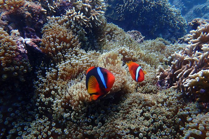 Kenting, TaiwanSnorkeling Free underwater photography One-on-one with instructorTaiwan Diving Snorkeling - Returning and Certification