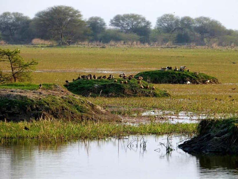 Keoladeo National Park Tickets and Guided Tour - What Makes Keoladeo National Park Special?