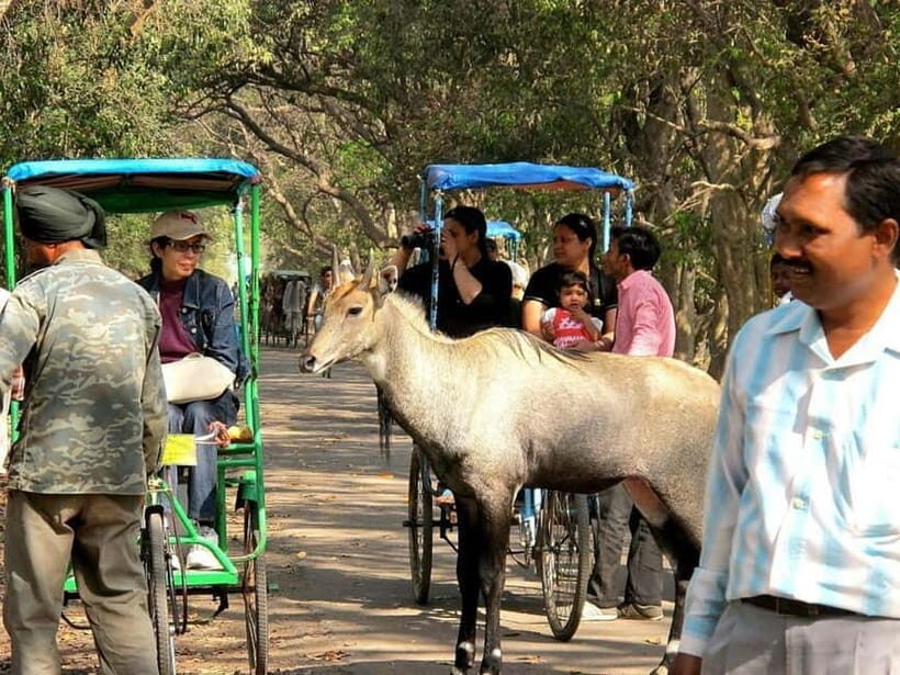 Keoladeo National Park Tickets and Guided Tour - Final Thoughts