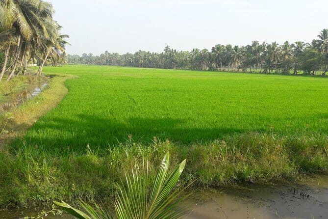 Kerala Tour visit Kochi Munnar Thekkady Alleppey in One Week - Practical Details and Overall Value