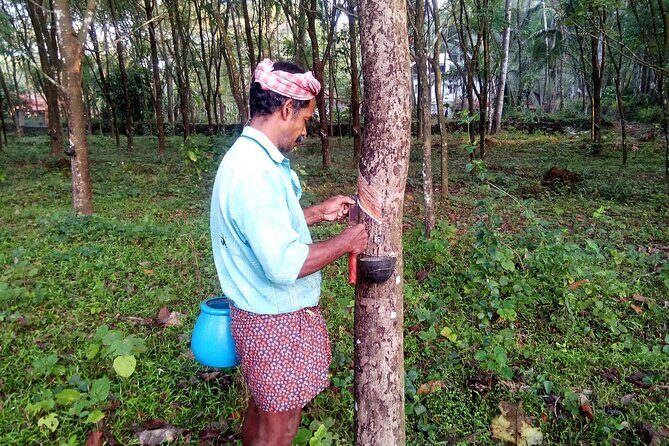 Kerala's Virgin, Prosperous Villages 1 Day Tour Free Pick up&Drop - FAQs