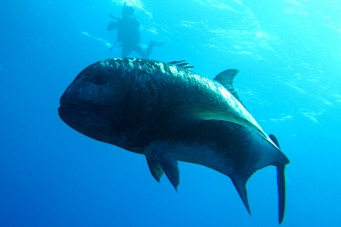 Kerama Islands Experience Dive/Snorkeling/Whale Watching Service - Meeting and Pickup