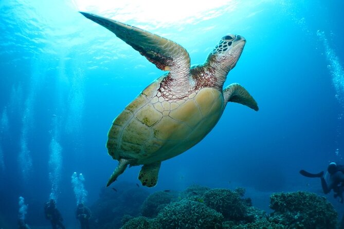 Kerama Islands Experience Dive/Snorkeling/Whale Watching Service - Additional Information