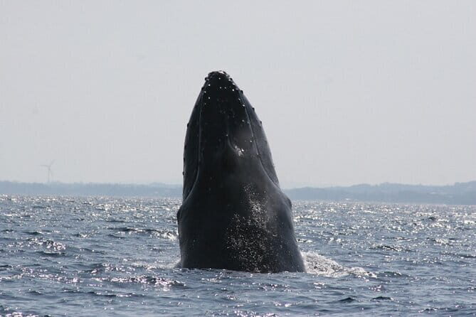 Kerama Tokashiki Island and Whale Watching Tour - Introduction